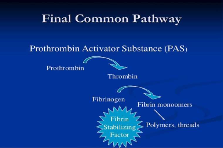 common pathway