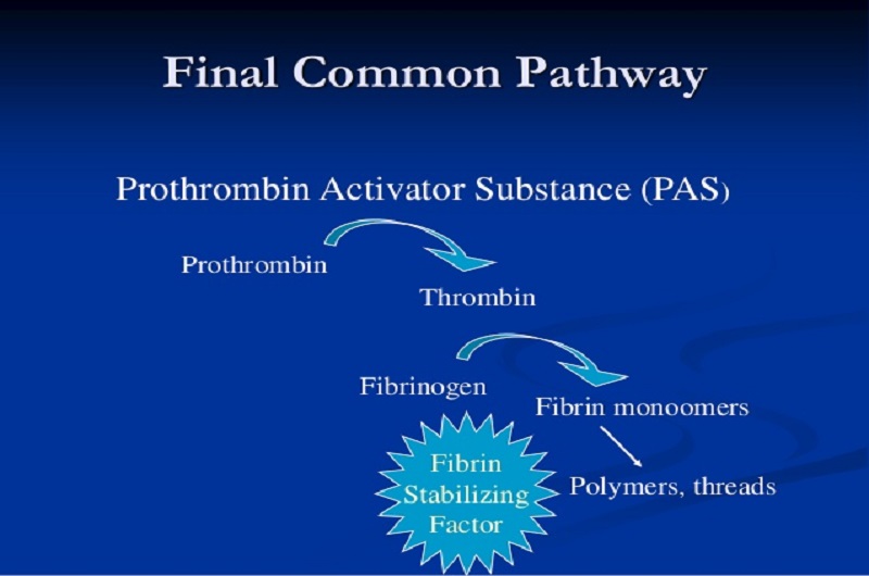 common pathway